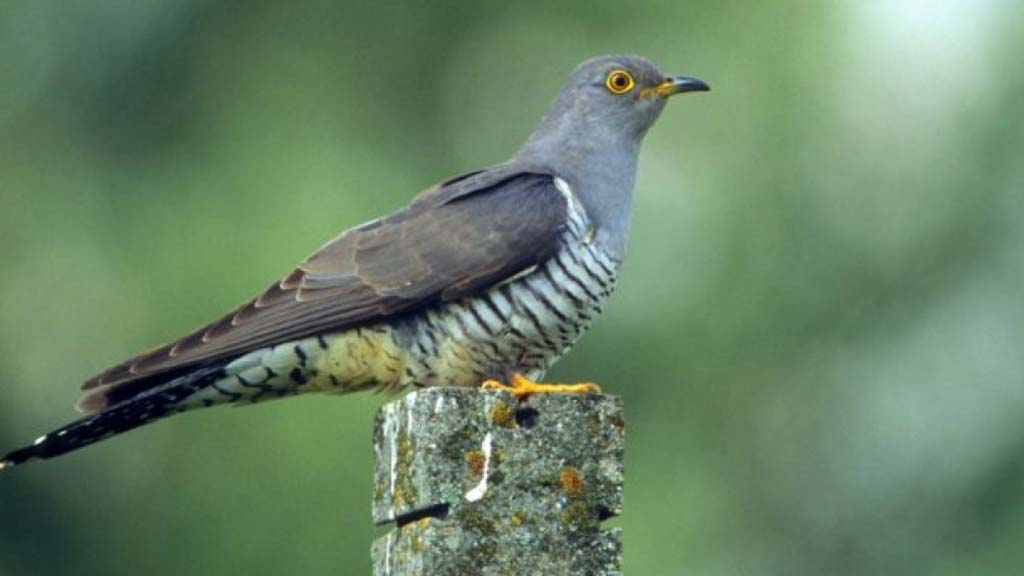 Ziua Cucului Ziua Cucului