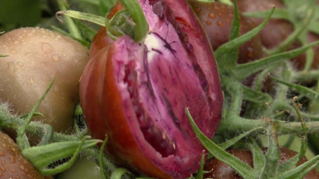 Nu vreți greieri și viermuși? Mâncați roșii... mov