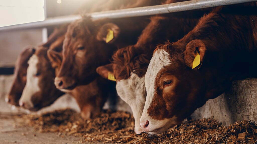 Ajutor de stat pentru crescătorii din sectorul bovin! Peste 700 de ...